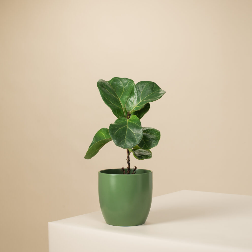 Φίκος Λυράτα-Ficus Lyrata | MySill
