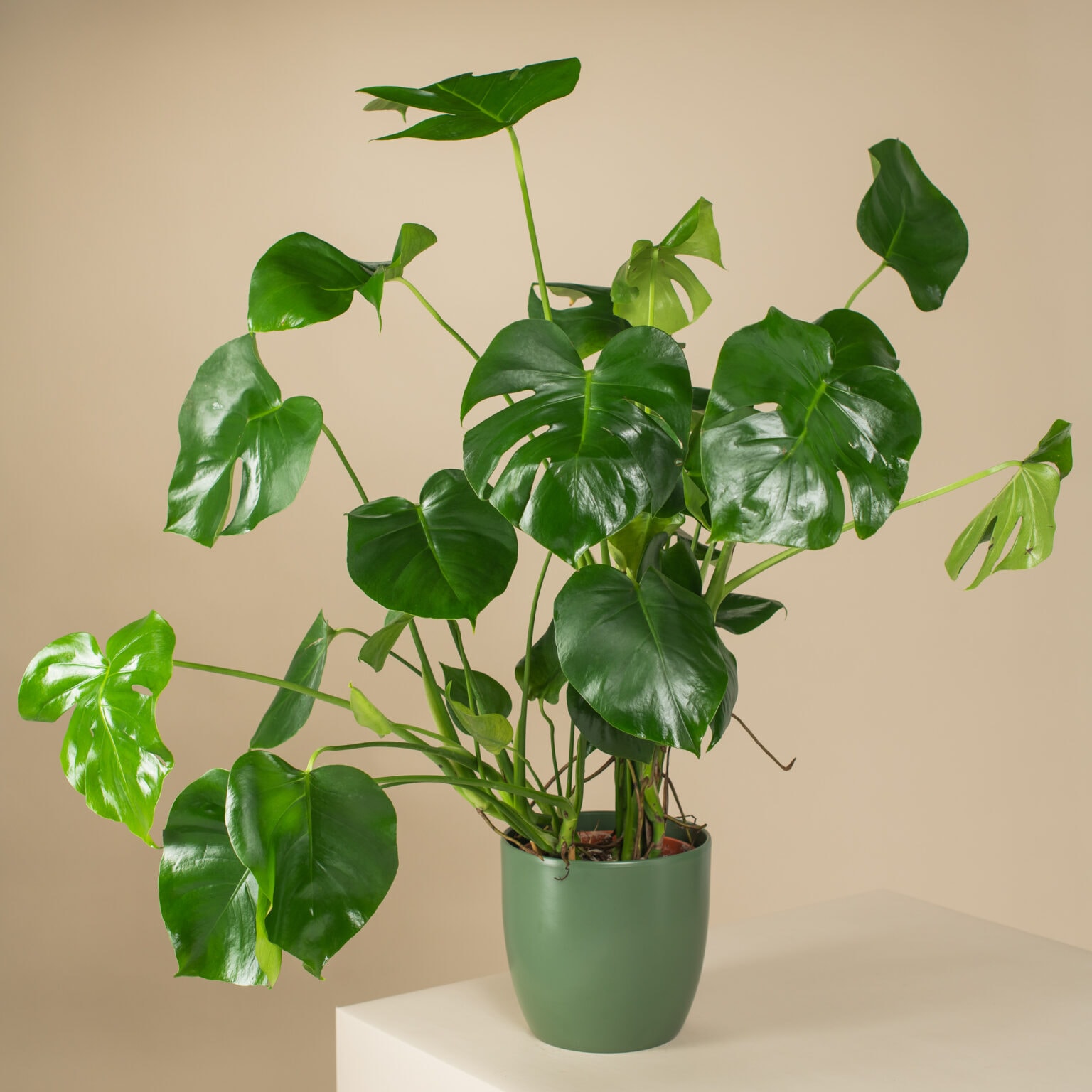 Μονστέρα-Monstera Deliciosa | MySill