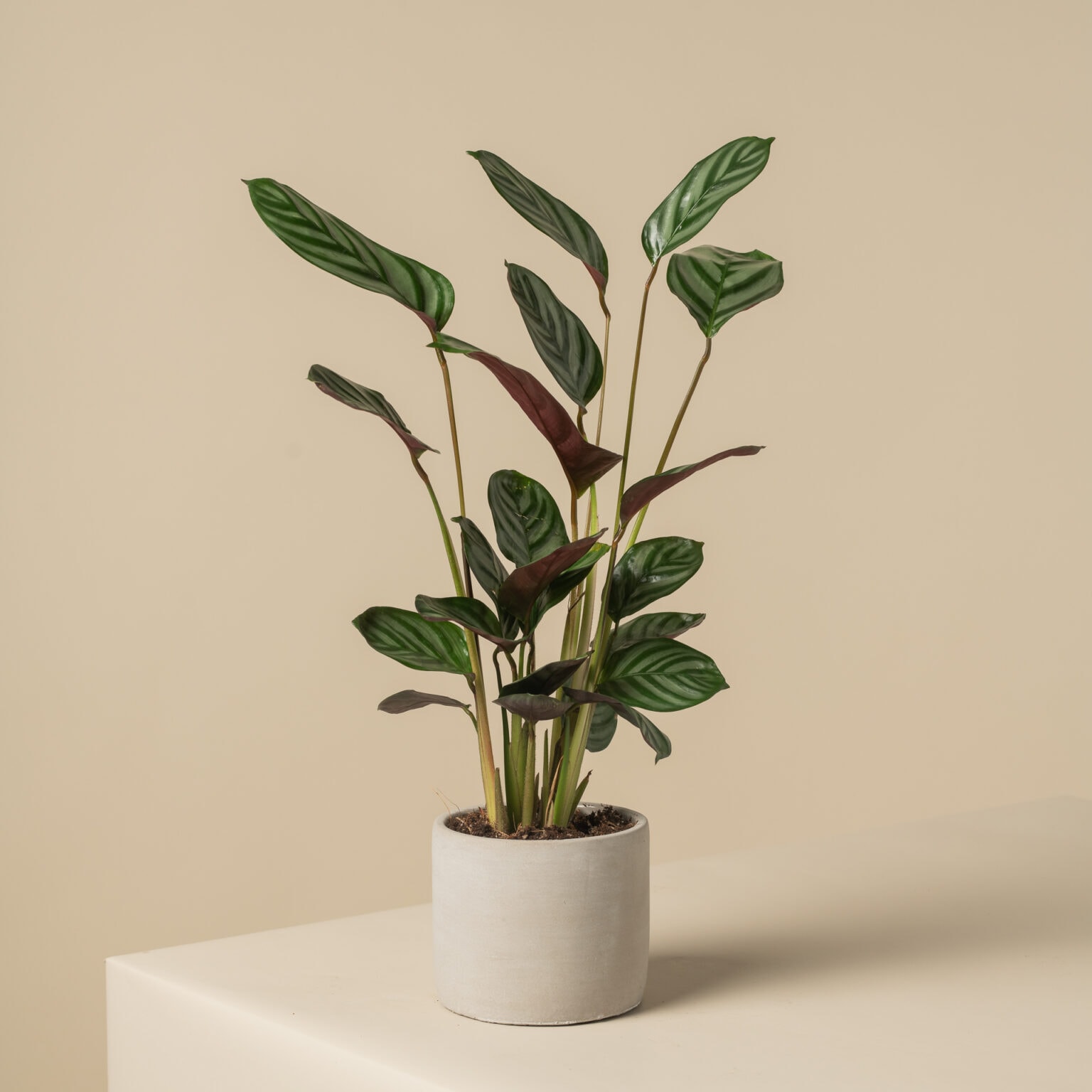 Never Never Plant | MySill